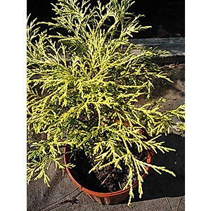 Pixies Gardens (Liner) Kings Gold Mop Cypress-Dwarf Golden with Thread Like Golden Yellow Foliage-Gives A Splash of Yellowish Color Provides Excellent Contrast Great for Bonsai Interesting Evergreen