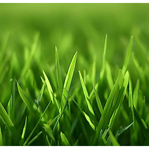 MySeeds.Co - Bahia, Bermuda, Grass Seeds for Lawn and Pasture, Livestock Grazing, Choose Color and Amount (1/4 LB, Common Bermuda Coated & Unhulled)