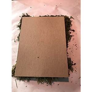 Living Mixed Moss Perfect for terrariums, Bonsai and kokedamas 9"x12" Sheet