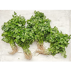 Halden Garden Cilantro 'Santo' Coriandrum sativum