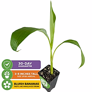 Ice Cream Banana Tree Live Plant (Blue Java) - Musa acuminata × balbisiana - Wellspring Gardens Starter Plant - Easy to Grow Plants for Nature Lovers & Gardeners- Outdoor Planting in Outdoor & Patio