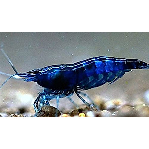 ShrimpRack 8 Blue Dream Neocaridina Freshwater Aquarium Shrimps 1/4 to 1/2 inch Long Live Arrival, 8 Count (Pack of 1)