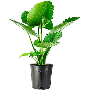 American Plant Exchange Alocasia California Elephant Ear, 10-Inch Pot, Large Live Indoor Plant, Green Wavy Foliage