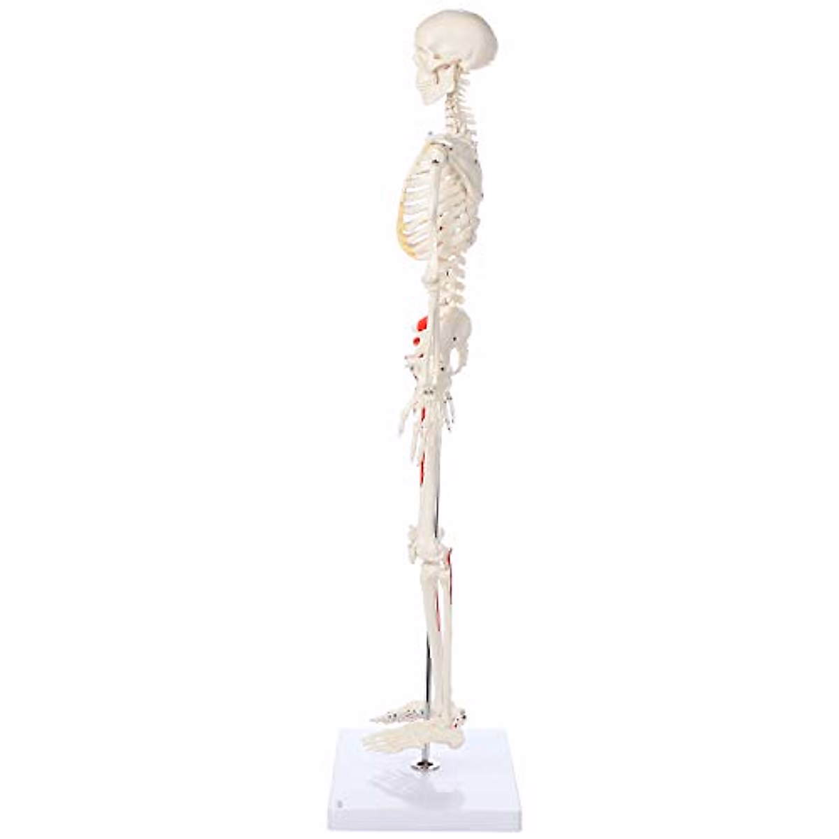 Axis Scientific Mini Human Skeleton Model with Metal Stand, 31" Tall, Painted and Numbered Muscle Insertion and Origin Points, Product Manual for Study and Reference, Easy to Assemble