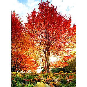 Note Card Cafe Christmas Card Assortment with White Envelopes | 36 Pack | Turning of the Seasons | Blank Inside, Glossy Finish | Set for Holidays, Winter, Gifts, Presents, Secret Santa, Work Parties