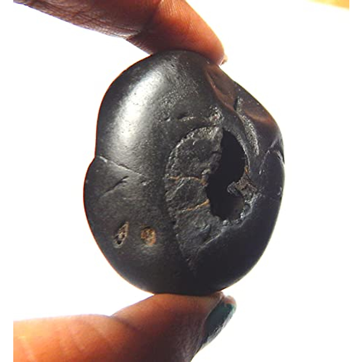 Sarovattam Narayan Purushottam Maha Vishnu Shaligram Nepal Kali Gandaki