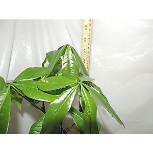 Money Tree Bonsai 5 Braided 20'' inches Tall