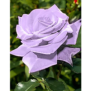 Bonsai Roses 30Pcs Germany Rare Purple Dragon Rose Seeds Flowering Plants