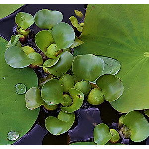 Water Hyacinths Floating Water Garden Plants 15 Live Plants