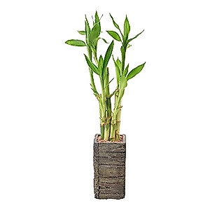 Arcadia Garden Products LV25 5-Stem Lucky Bamboo, Live Indoor Plant in Aged Wood Planter for Home, Work, or Gift, Dark ***Cannot Ship to Hawaii**
