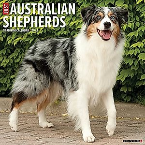 Willow Creek Press Australian Shepherds Monthly 2024 Wall Calendar (12" x 12")