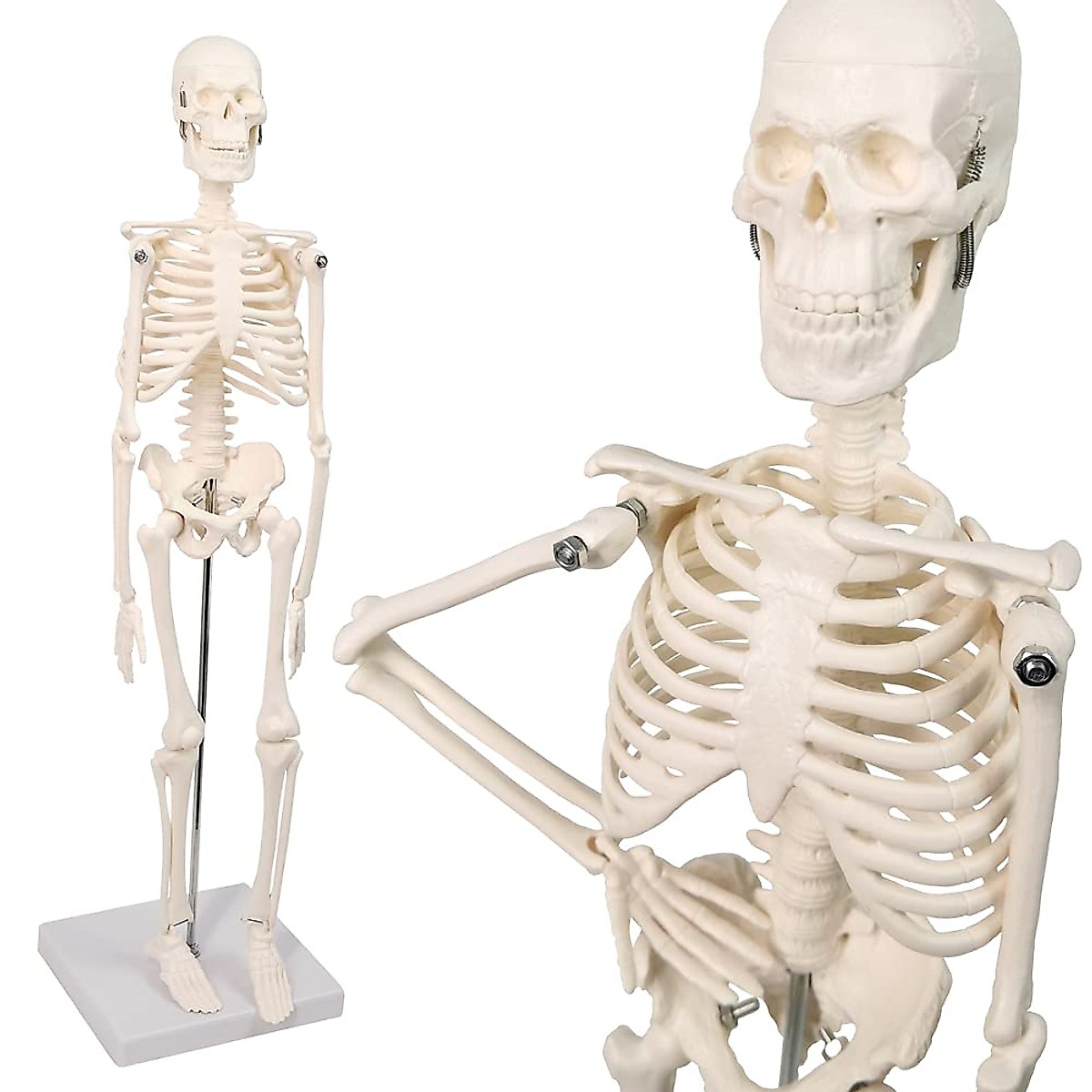 Merinden Mini Human Skeleton Model, 17.72” Petite Human Bones Model with Movable Arms, Legs and Stand, for Student, Kid to Study Small Human Skeletal System Anatomy, Physiology and to Decor Halloween