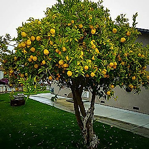 CHUXAY GARDEN Lemon Tree-10 Seeds Rare Survival Gear Food Seeds Vegetables Survival kit Heirloom Gardening Gifts