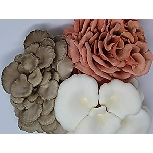 Forest Origins Specialty Trio Oyster Mushroom Grow Kit 3-Pack Variety - Beginner Friendly & Easy to Use, Grows in 10 Days | Handmade in California, USA | Top Gardening Gift, Holiday Gift & Unique Gift
