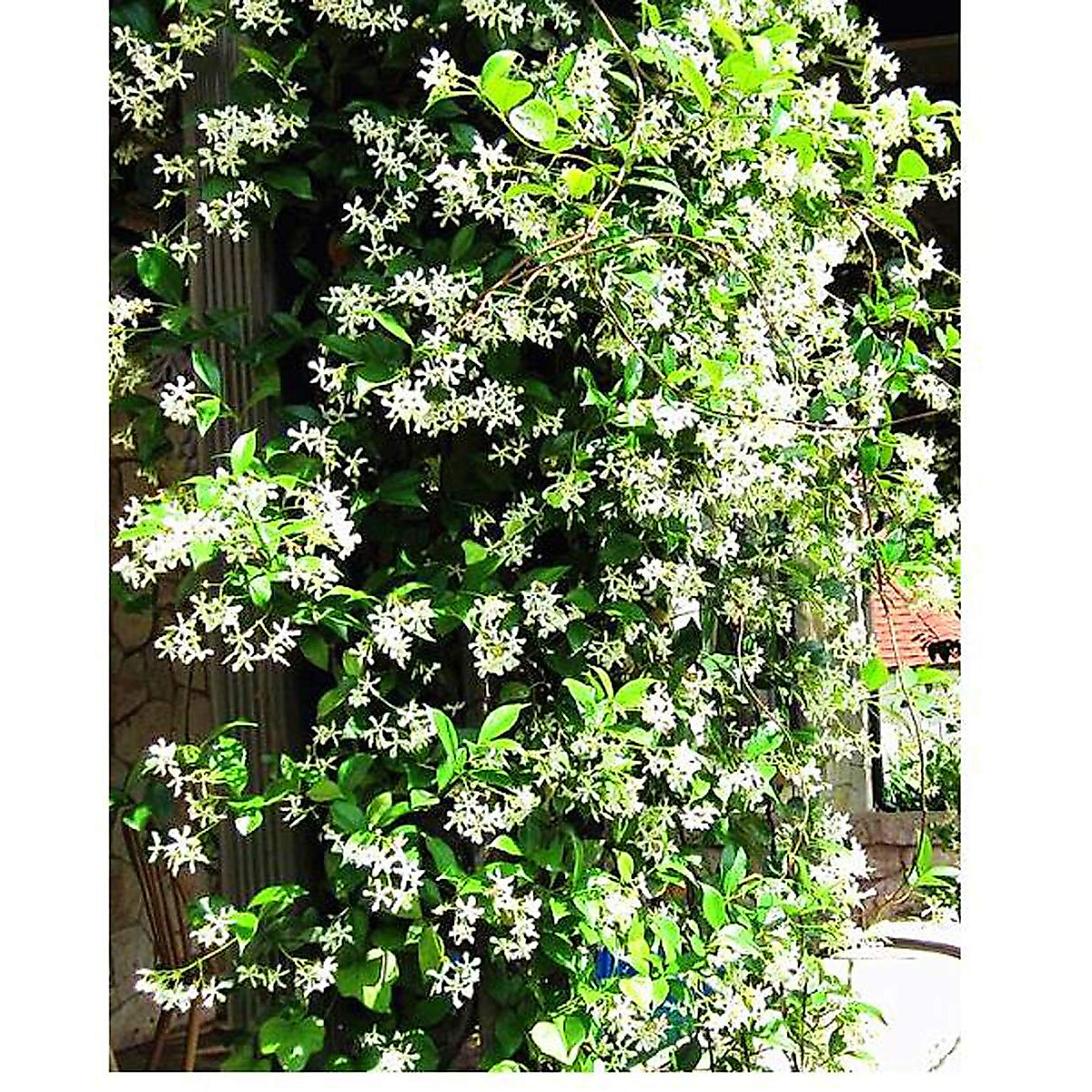50pcs/Bag Climbing Jasmine Flower Seeds Fragrant Plant Four Seasons Evergreen Silver Jasmine Garden Balcony Climbing Flower