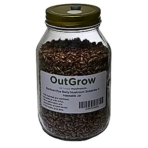 Sterilized Rye Berry Mushroom Substrate in Quart Jar