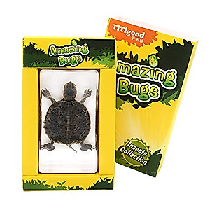 Cherish XT Real Marine Animal Trachemys scripta elegans Tortoise Specimen Paperweight Animal Science Classroom Specimen for Science Education