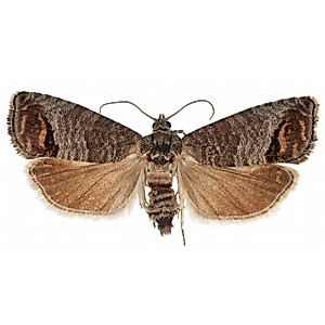 VivaTrap VT-106 Codling + Oriental Fruit Moth Trap & Lure (2 Pack, 8 Week)