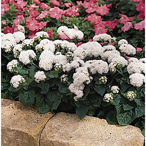 CHUXAY GARDEN 100 Seeds White Ageratum Houstonianum,Flossflower,Bluemink,Blueweed,Pussy Foot,Mexican Paintbrush Rare White Flowers Hardy Bear Ear Plant Easy to Grow & Maintain