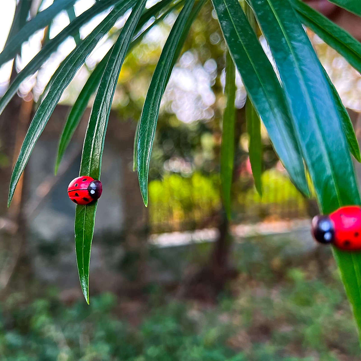 Rainteam 8pcs Plants Magnets Tiny Ladybug Pins Charms Funny Potted Plant Safe Magnets Cute House Plant Accessories,Christmas Decoration Gift for Plants Lovers (Ladybug)