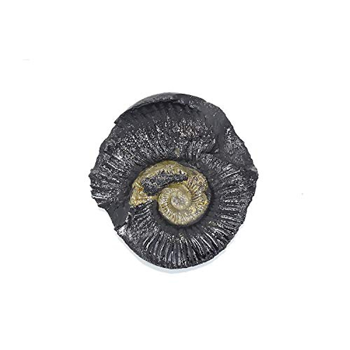 RUDRADIVINE Rudra Divine Natural Shaligram Stone/Shila AAA Quality for Home & Office from Gandaki River Nepal