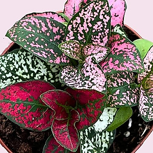 Polka-dot-Plant, Hypoestes phyllostachya, Live in a 2 inch Pot Tiny Mini Pixie Plant