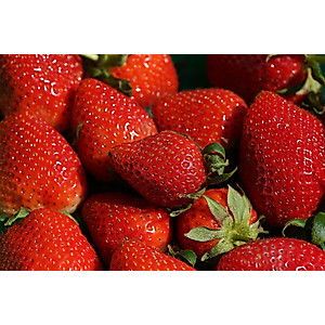 710+ Dwarf Fruit Seeds for Planting (Individually Packaged) Cherries 10pcs White Strawberry 200pcs Red Strawberry 200pcs Raspberry 200pcs Elderberry 100pcs