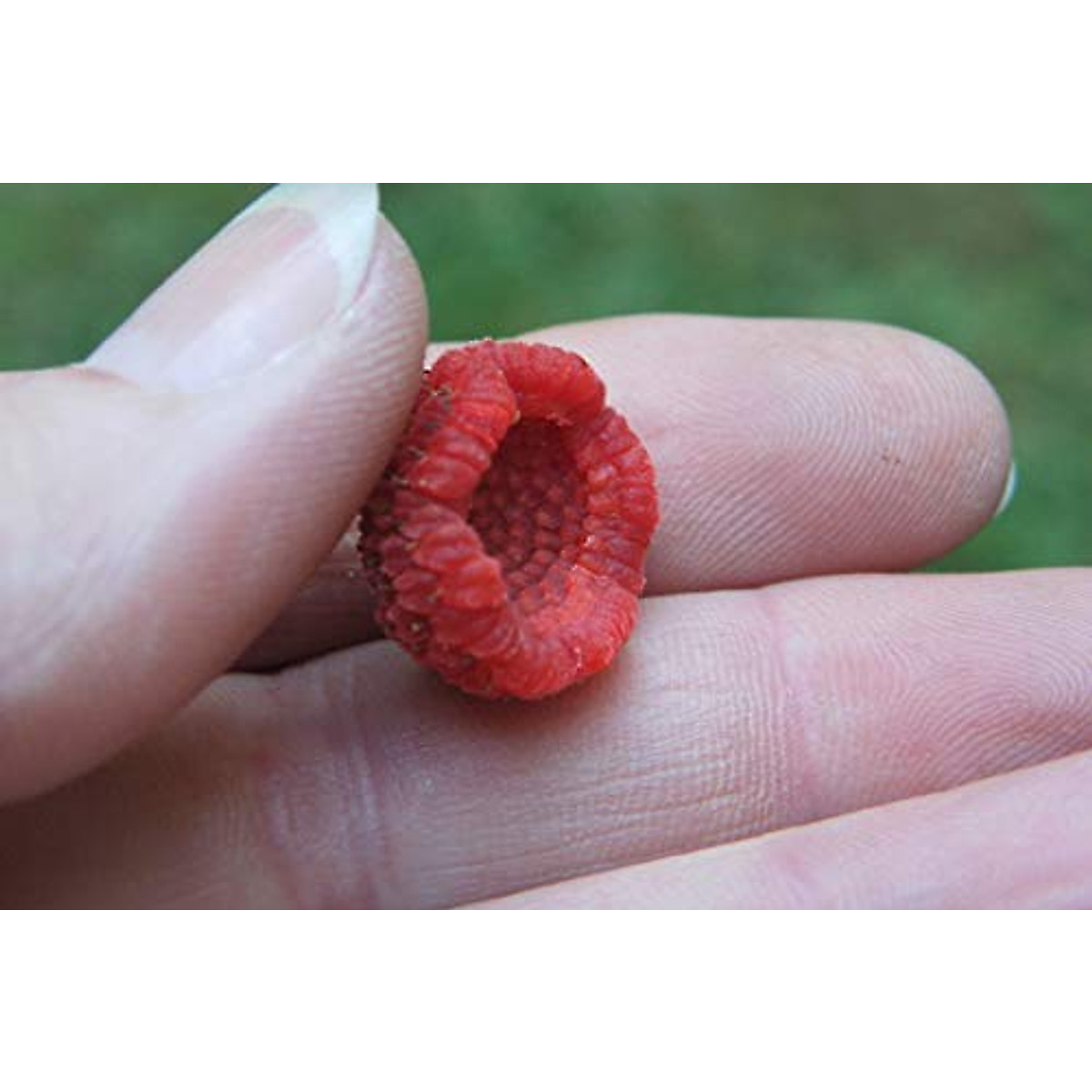 1142-Alaska Thimble Berry (Rubus parviflorus) Seeds by Robsrareandgiantseeds UPC0764425787679 Bonsai,Non-GMO,Organic,Historic Plants,Sacred, 1142 Package of 5 Seeds