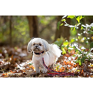 MLB PET Leash, Small, Atlanta Braves Dog Leash, Baseball Team Leash for Dogs & Cats. A Shiny & Colorful Dog & Cat Leash with Emboridered Team Name/Logo Licensed by the MLB