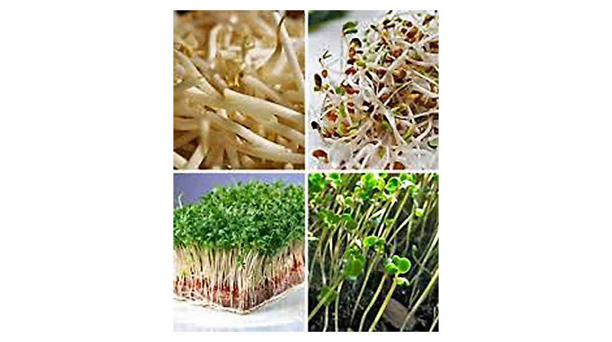 Premium Heirloom Alfalfa Sprout Seeds - Non-GMO