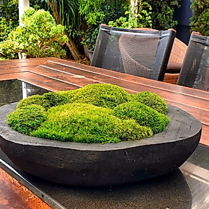 Prefleur Preserved Pole Moss Pillow Bun Cushion Natural Green Decorative Real Natural Green DIY Kit Terrariums Gardenning Art Wall Decor Florist Decor Easter Table Wedding(1.5 sq.ft, Green-B)