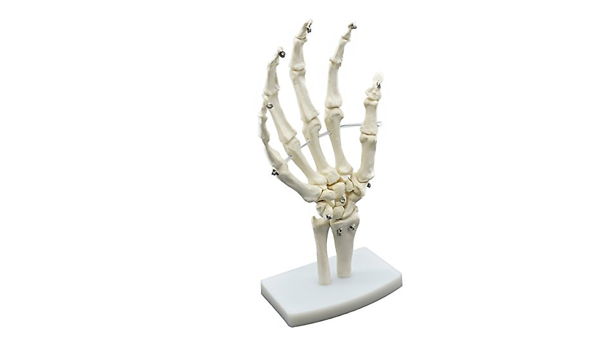 MAYMII Life-Size PVC Hand Skeleton Model for Anatomy