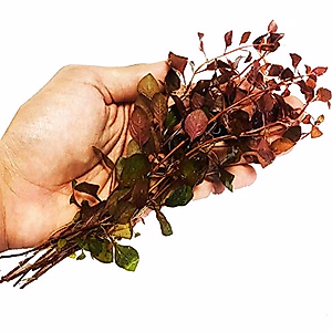 Planterest - Ludwigia Repens Rubin Super Red Ruby Bundle Live Aquarium Plant Stems Decorations BUY2GET1FREE