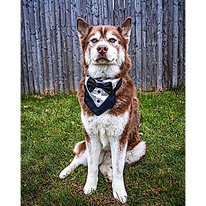 Odi Style Dog Tuxedo for Small Dogs - Cool Engagement Gift, Dog Wedding Attire Suit with Bow Tie, Dog Tux Wedding Costume Bandana Engagement Gifts, Wedding Gift Signs, Bridal Shower Photography Props