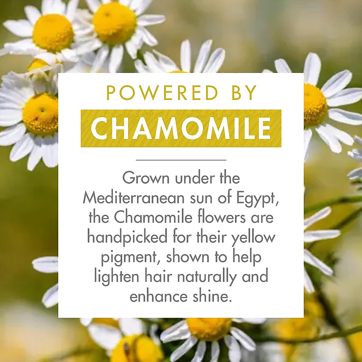 Klorane – Brightening Shampoo with Chamomile – Enhances Highlights & Brightens Blonde Hair – Hydrogen Peroxide, Ammonia, Silicone, Paraben & Sulfate Free – 13.5 fl. oz.