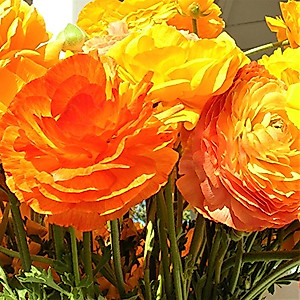Ranunculus asiaticus Tecolote 'Gold' Persian Buttercup Flower Bulbs (10 Pack) - Orange & Yellow Blooms, Professionally Grown for Gardening & Planting from Easy to Grow