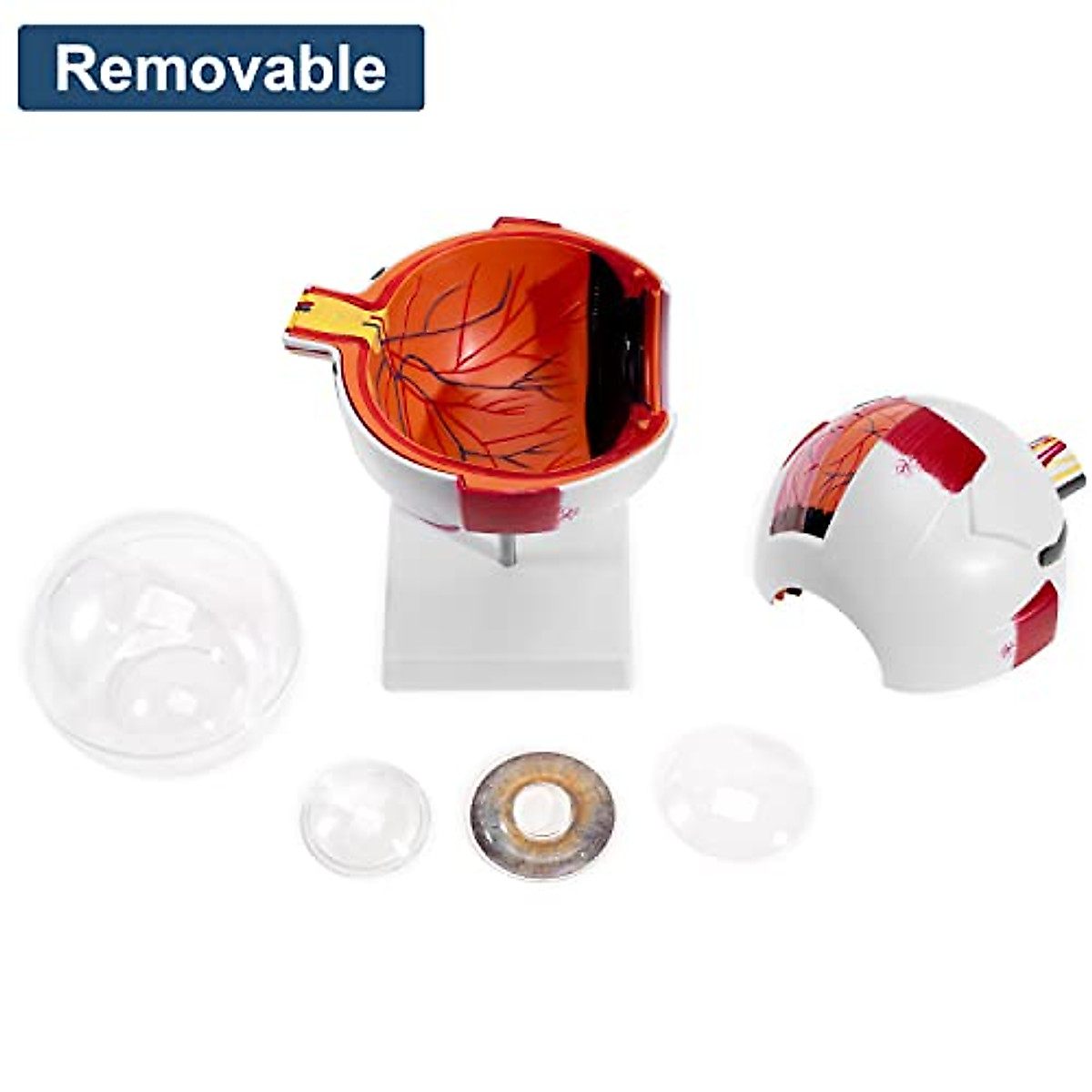 Winyousk Scientific Eyeball Anatomical Model, Eyeball Model with Base and Colorful Manual, Detachable Sixfold Life Size Eyeball Model for School, Hospital, Optical Shop, Eyes Institute