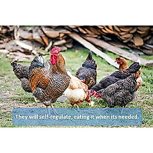 Pacific Oyster Shells - Crushed Oyster Shell Calcium Supplement for Egg-Laying Poultry (Chickens & Ducks) (10)