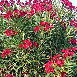 Nerium Oleander Seeds Hardy Red Oleander Evergreen Deer & Rabbit Resistant Drought & Salt Tolerant Showy Low Maintenance Pathway Hedge Screen Container Outdoor 5Pcs Shrub Seeds by YEGAOL Garden