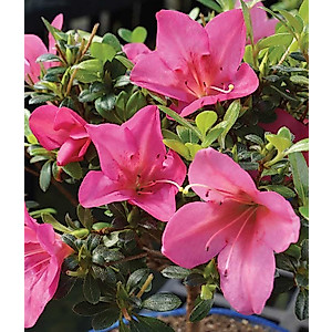 From You Flowers - Pink Azalea Bonsai for Birthday, Anniversary, Get Well, Congratulations, Thank You