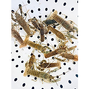 Toledo Goldfish Crayfish - Perfect for Ponds or Aquariums - 5 Count