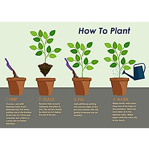 Brighter Blooms - Calamondin Orange Tree, 3-4 Ft. - Indoor/Outdoor Patio Citrus Trees, Ready to Give Fruit - Cannot Ship to FL, CA, TX, LA, OR, AL, and AZ