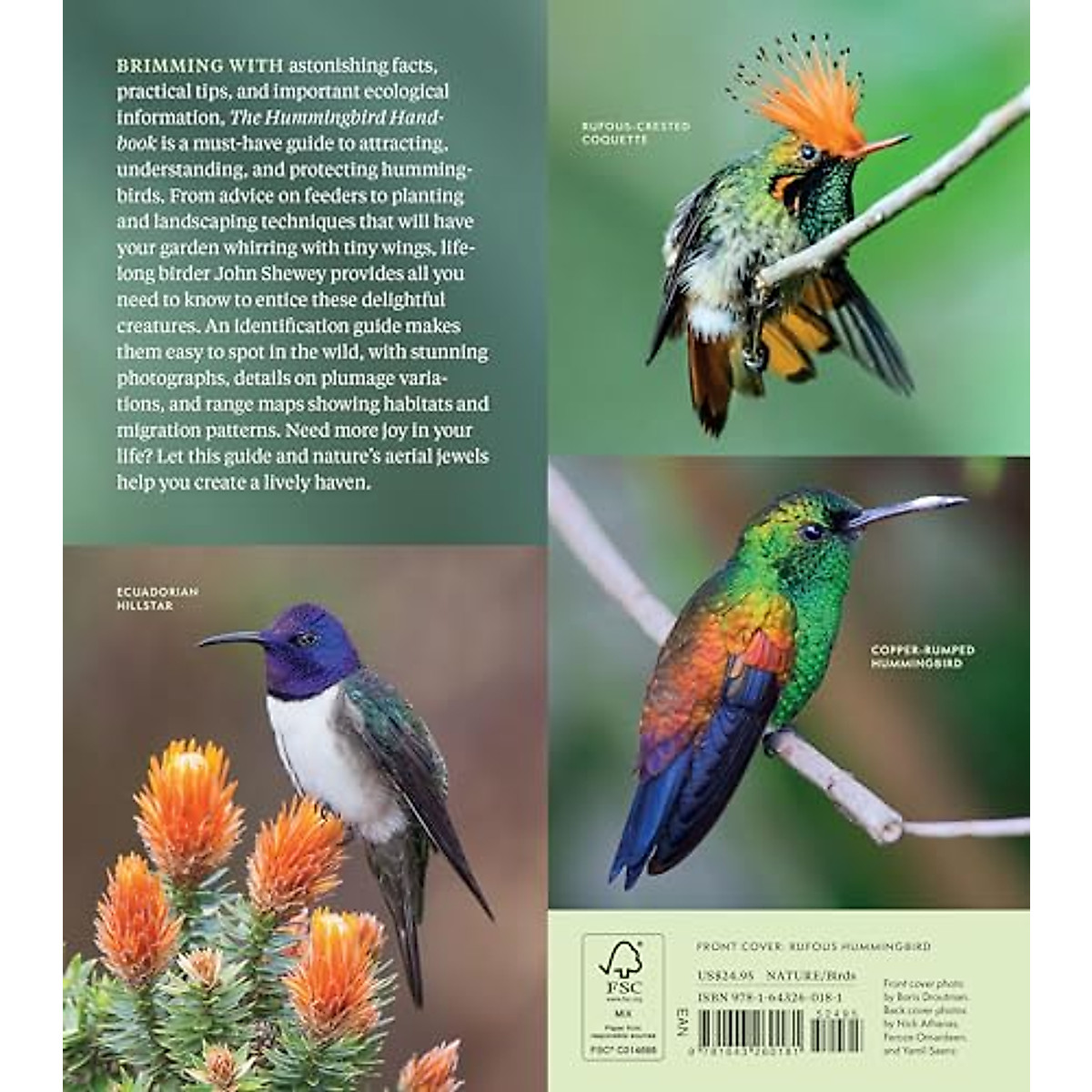 The Hummingbird Handbook: Everything You Need to Know about These Fascinating Birds