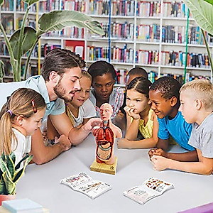 EVOTECH 2023 Newest Human Body Model for Kids, 15 Pcs Removable 11 inch Human Torso Anatomy Model with Heart Head Skull Brain Skeleton Model, Age 4+, Preschool & School Medical Education Display