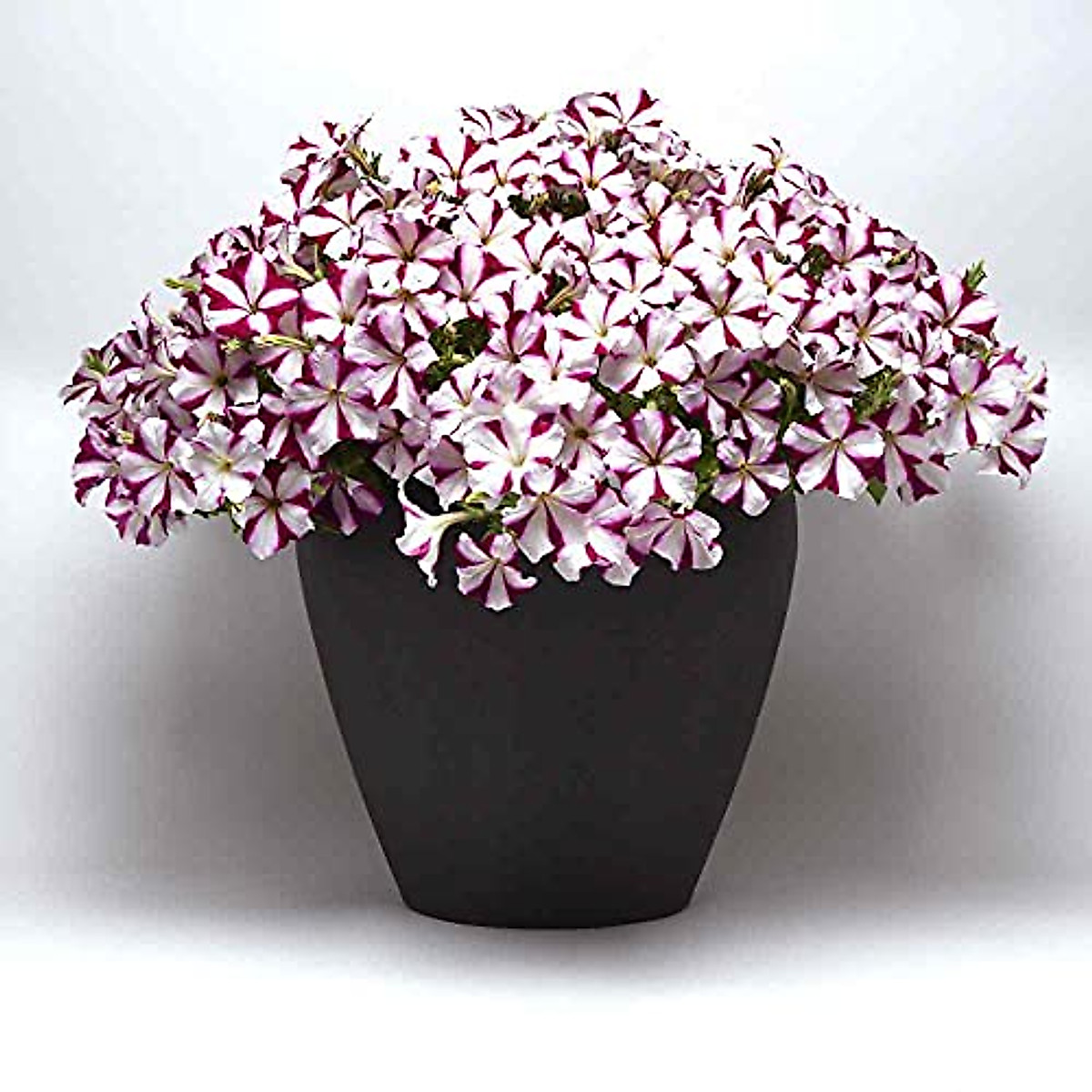 Outsidepride Burgundy Star Easy Wave Petunia Spreading Garden Flowers for Hanging Baskets, Pots, Containers, Beds - 30 Seeds