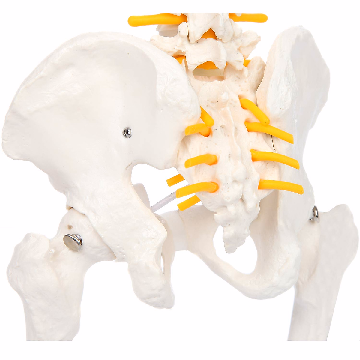 Axis Scientific 15.5" Mini Spine Model with Vertebrae,Nerves,Arteries, Lumbar Column,Male Pelvis - Human Anatomy Model for Education & Study - Includes Stand/Product Manual - Plastic Spine Model