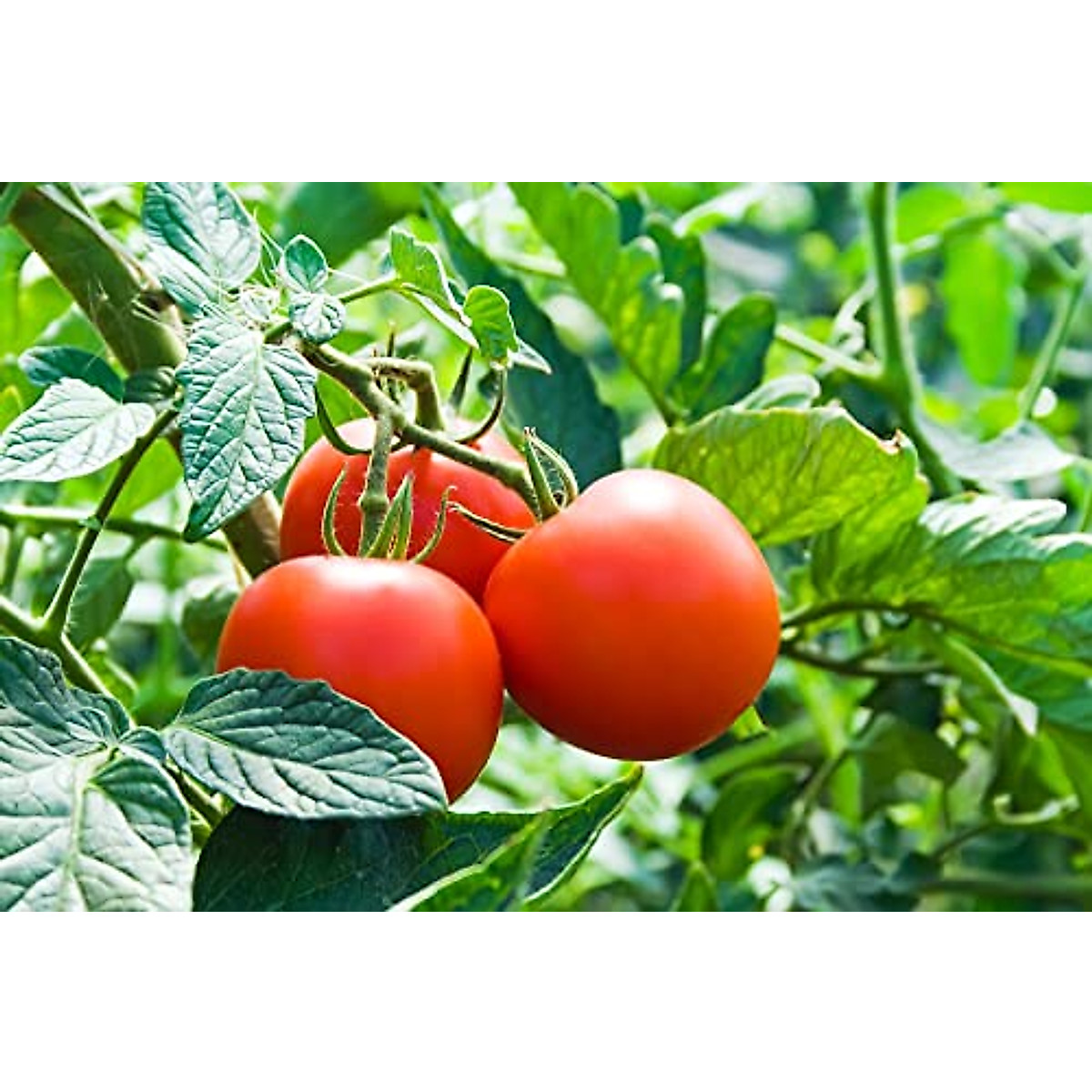 Tomato Plant, 3 Beefsteak Tomato Live Plants 6 to 10 Inches, Easy to Plant Planting Ornaments Garden Perennials Simple to Grow Pots Gift
