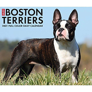 Just Boston Terriers 2021 Box Calendar (Dog Breed Calendar)