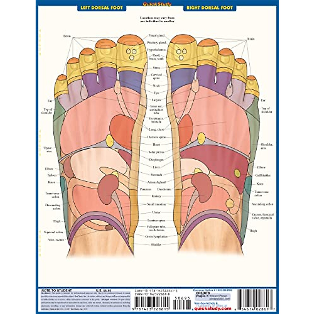 Reflexology QuickStudy Laminated Reference Guide (QuickStudy Academic)