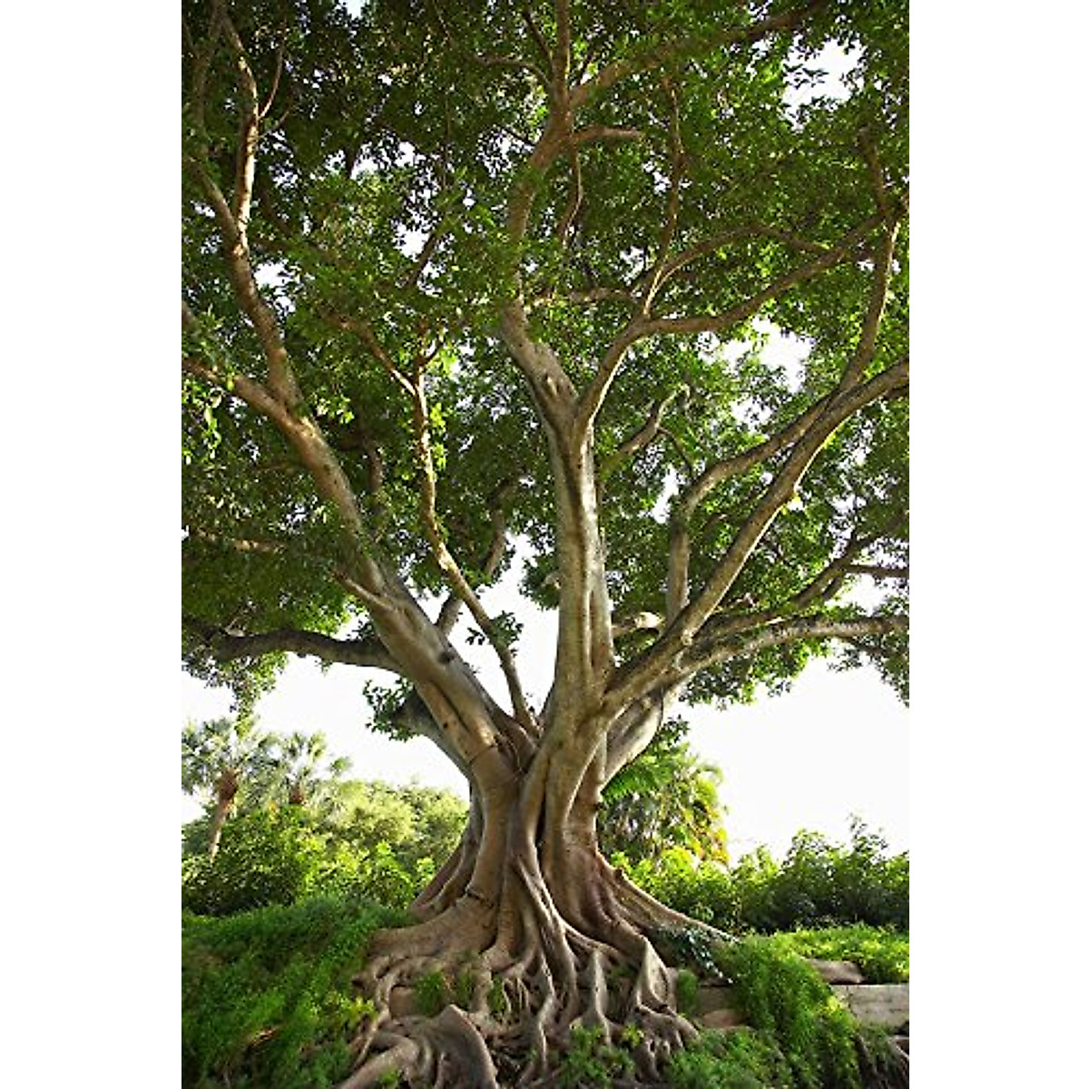 Ficus religiosa | Sacred Fig | Bodhi Tree | Pippala | Peepul | Peepal | 100_Seeds